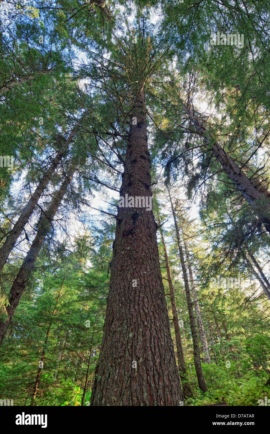 Sitka spruce tree hi-res stock photography and images - Alamy