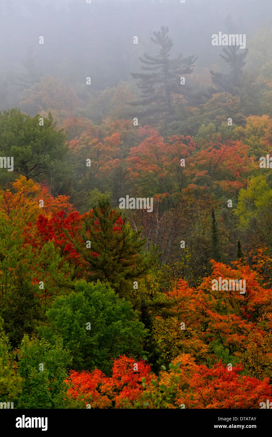 Autumn Colours In The Mist In Cottage Country; Ontario Canada Stock ...