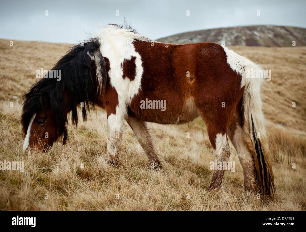 Welsh pony hi-res stock photography and images - Alamy