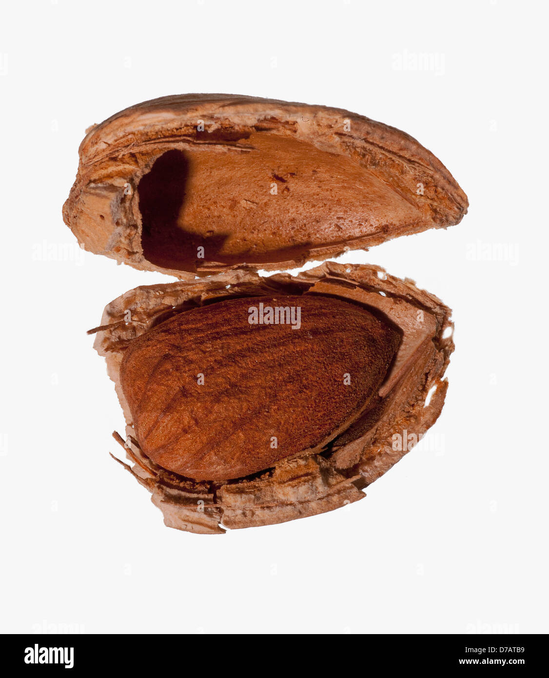 Open almond shell on a white background Stock Photo - Alamy