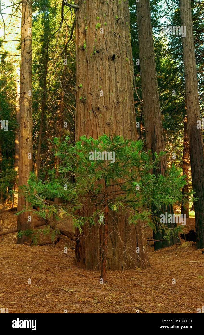 Sequoia Trees;California United States Of America Stock Photo - Alamy