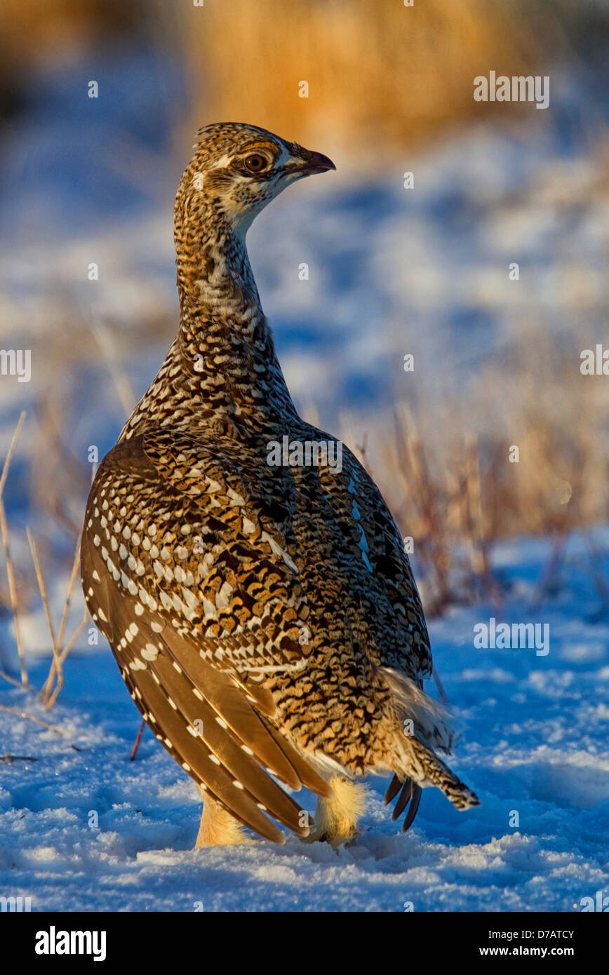 Saskatchewan bird watching hi-res stock photography and images - Alamy