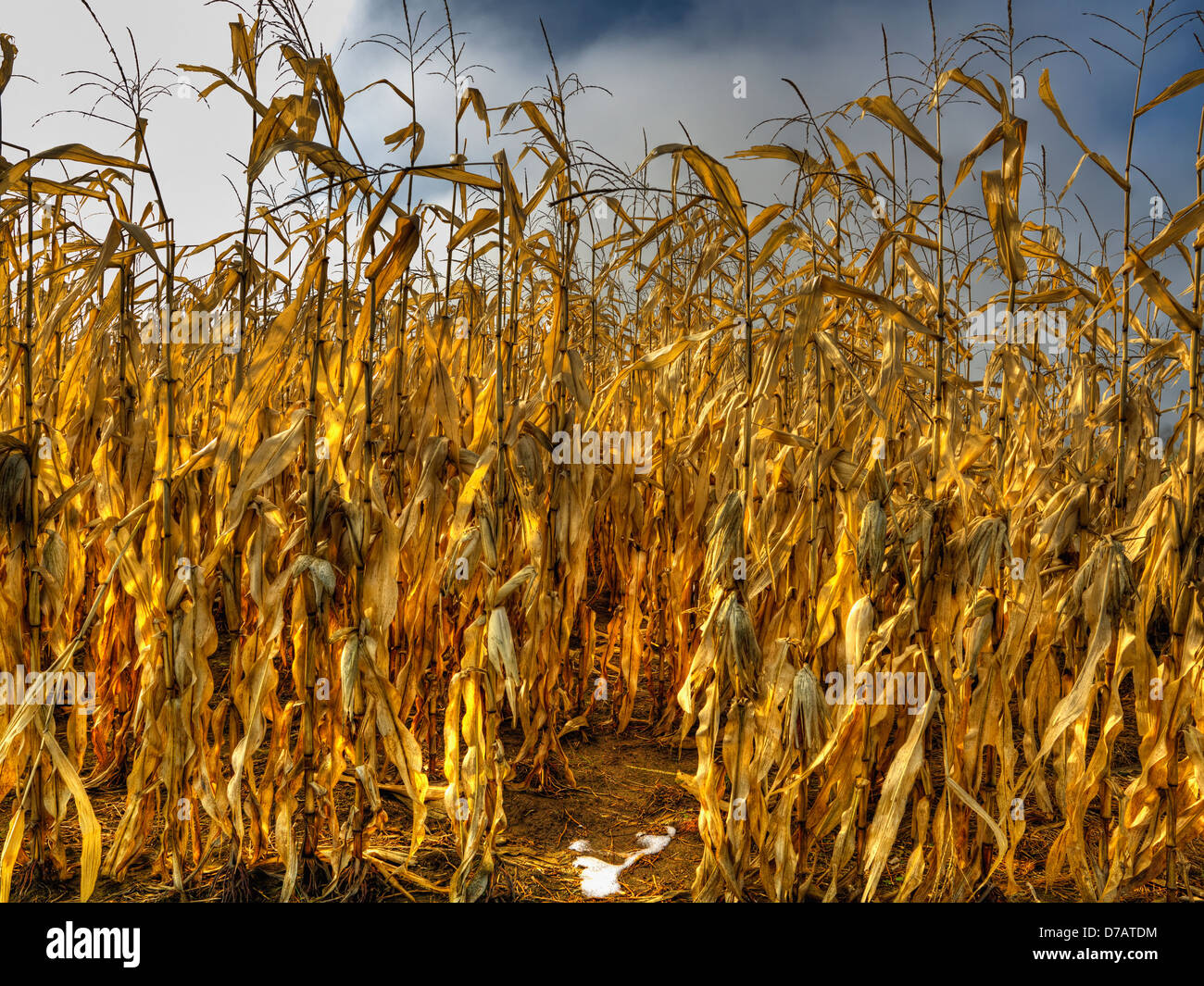 Ottawa farms hi-res stock photography and images - Alamy