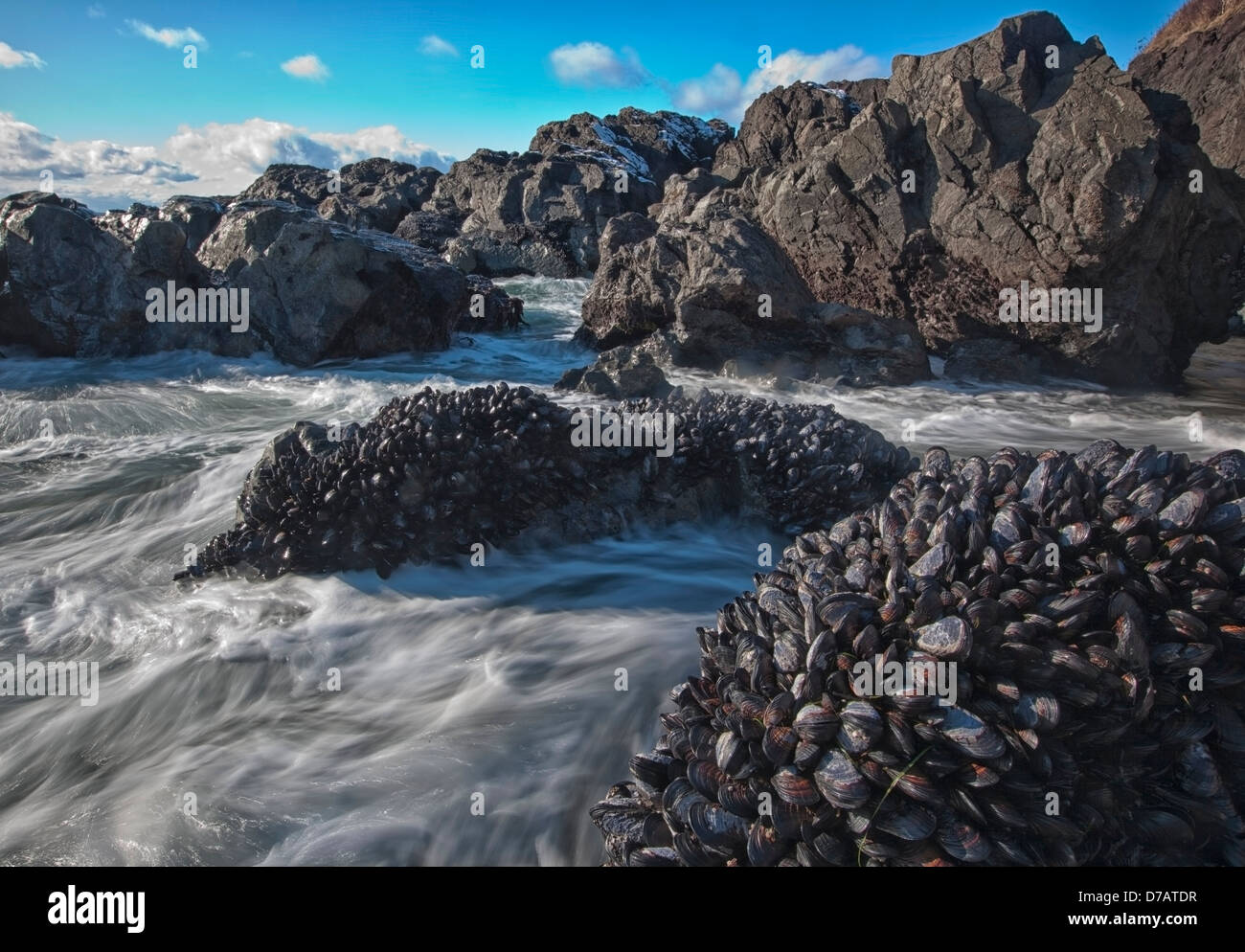 Mussel-Covered Rocks In Pacific Rim National Park; Vancouver Island ...