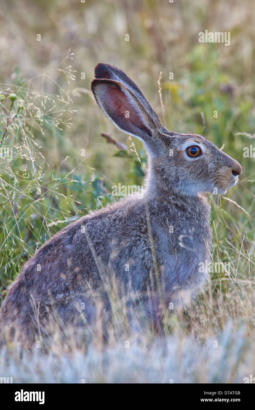 Jackrabbit Sitting In The Grass Grasslands National Park;Saskatchewan ...