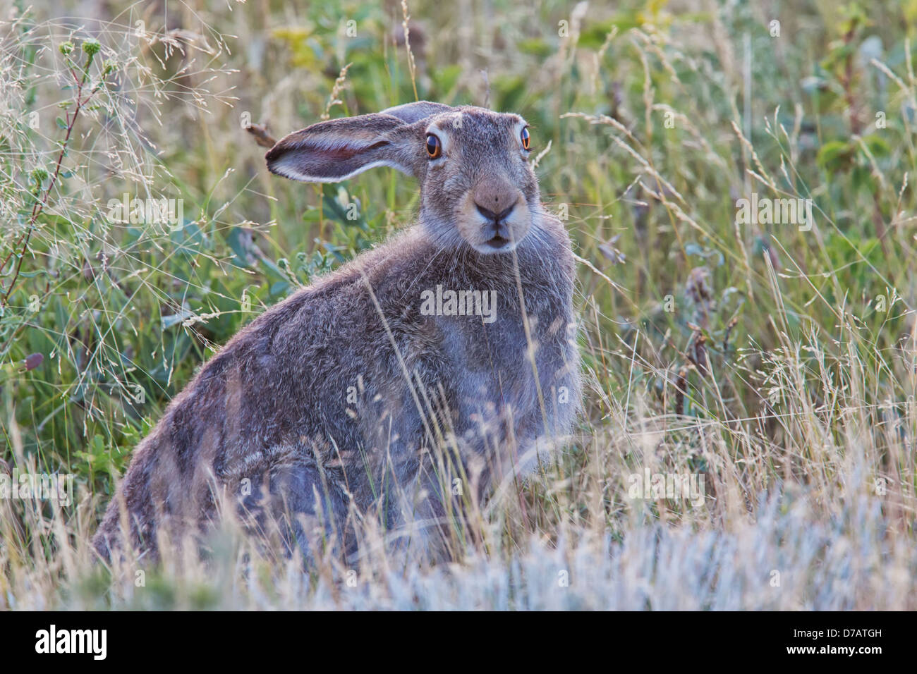 Jackrabbit Sitting In The Grass Grasslands National Park;Saskatchewan ...