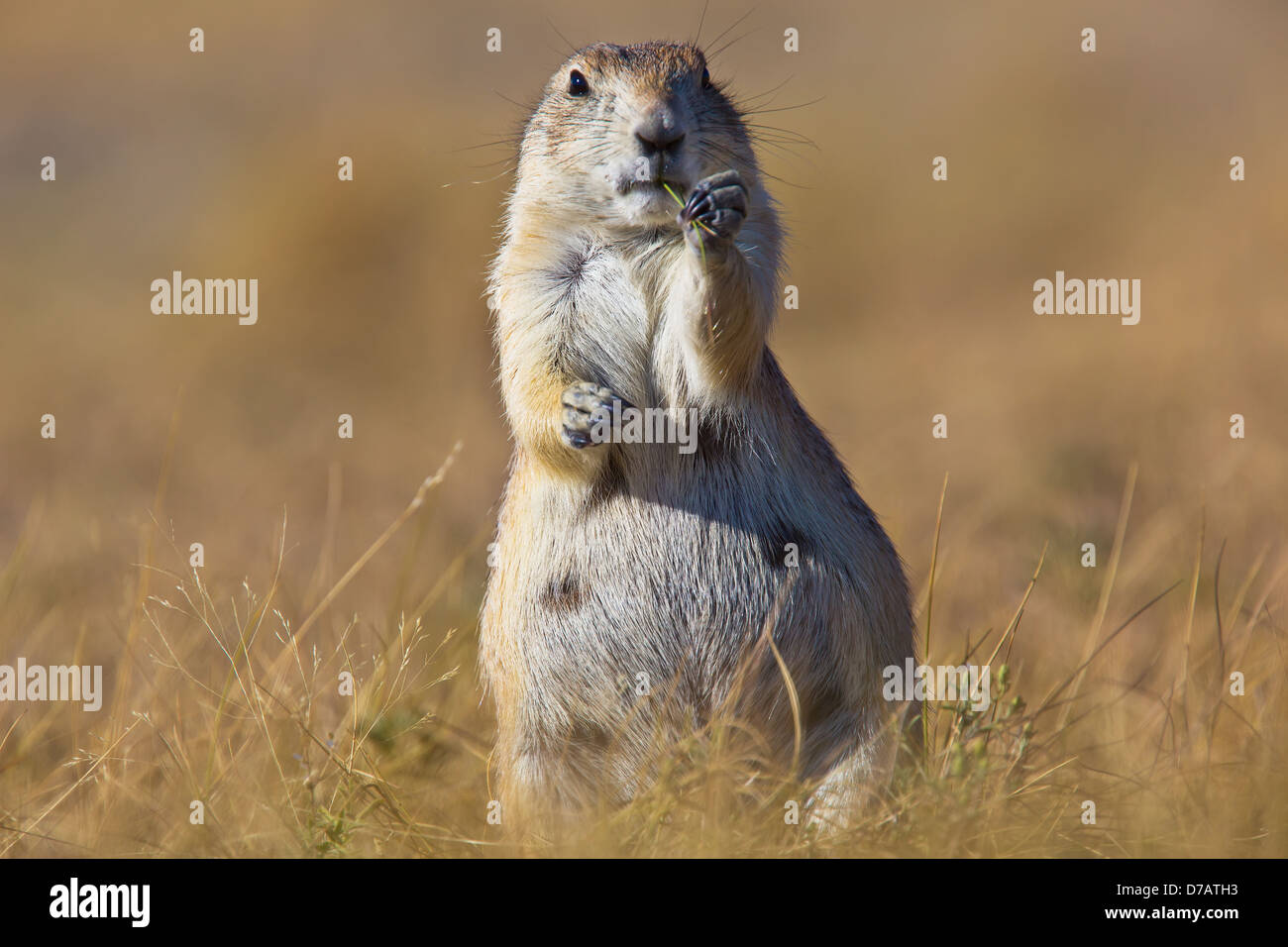Prairie Dog Grasslands National Park;Saskatchewan Alberta Stock Photo ...