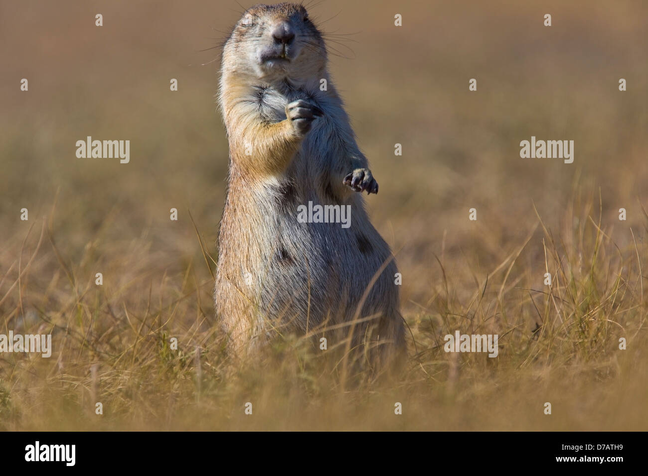 Prairie Dog Grasslands National Park;Saskatchewan Alberta Stock Photo ...