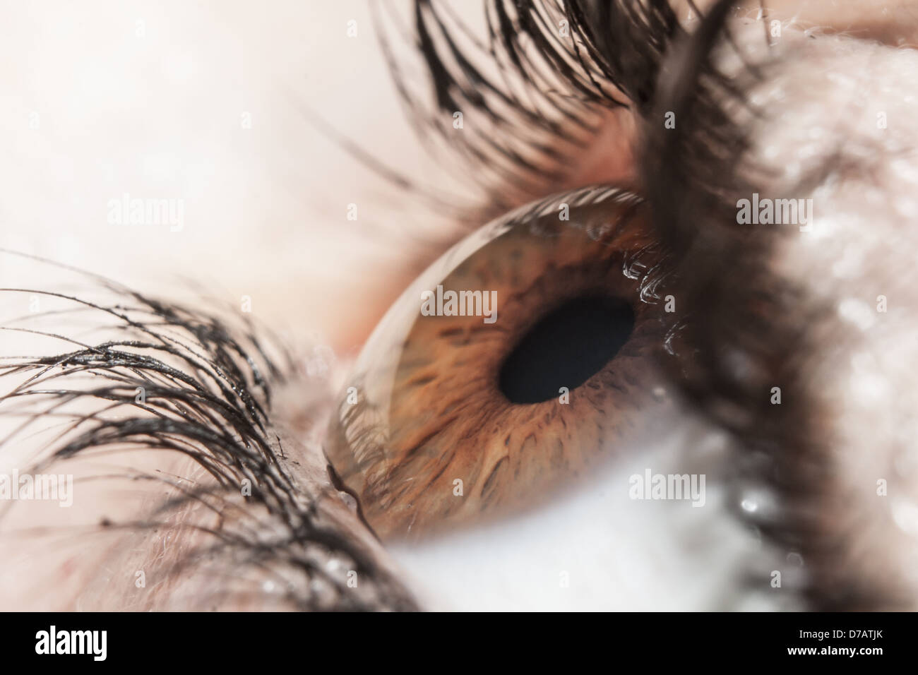 Macro techniques hi-res stock photography and images - Alamy