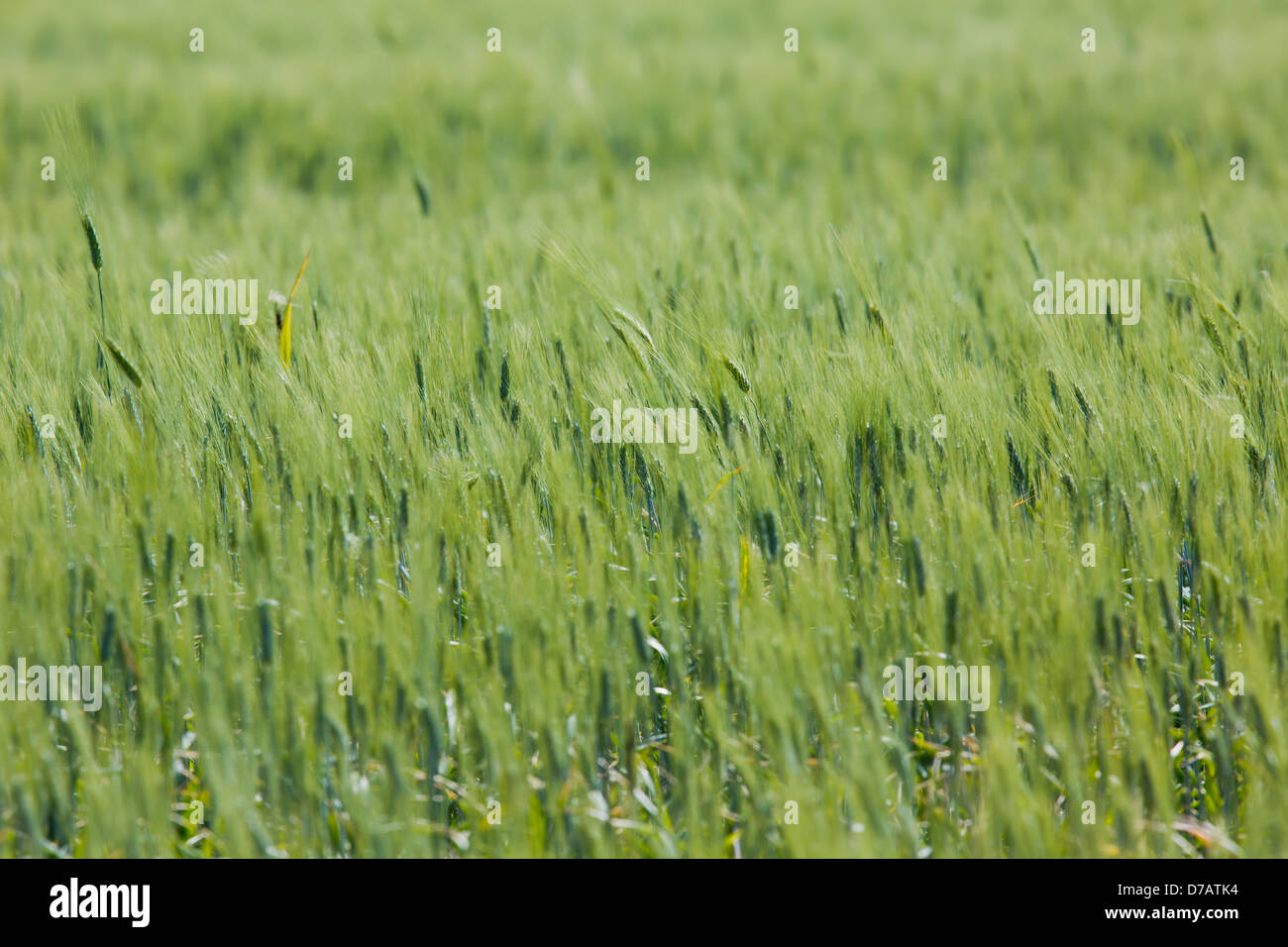 A Wheat Field Blowing In The Wind;Saskatchewan Canada Stock Photo - Alamy