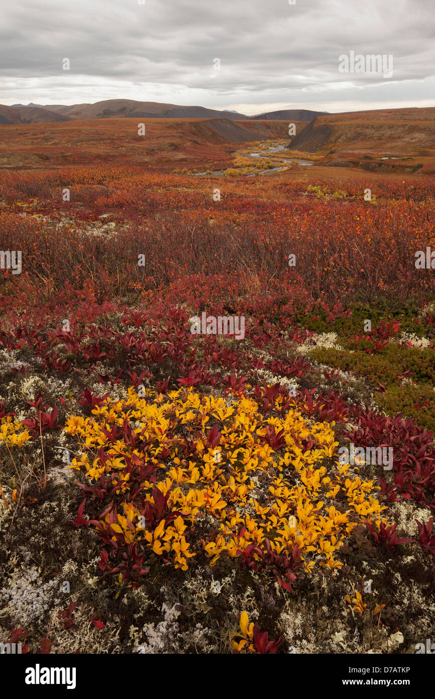 The Autumn Colours On The Tundra Along The Dempster Highway;Yukon ...