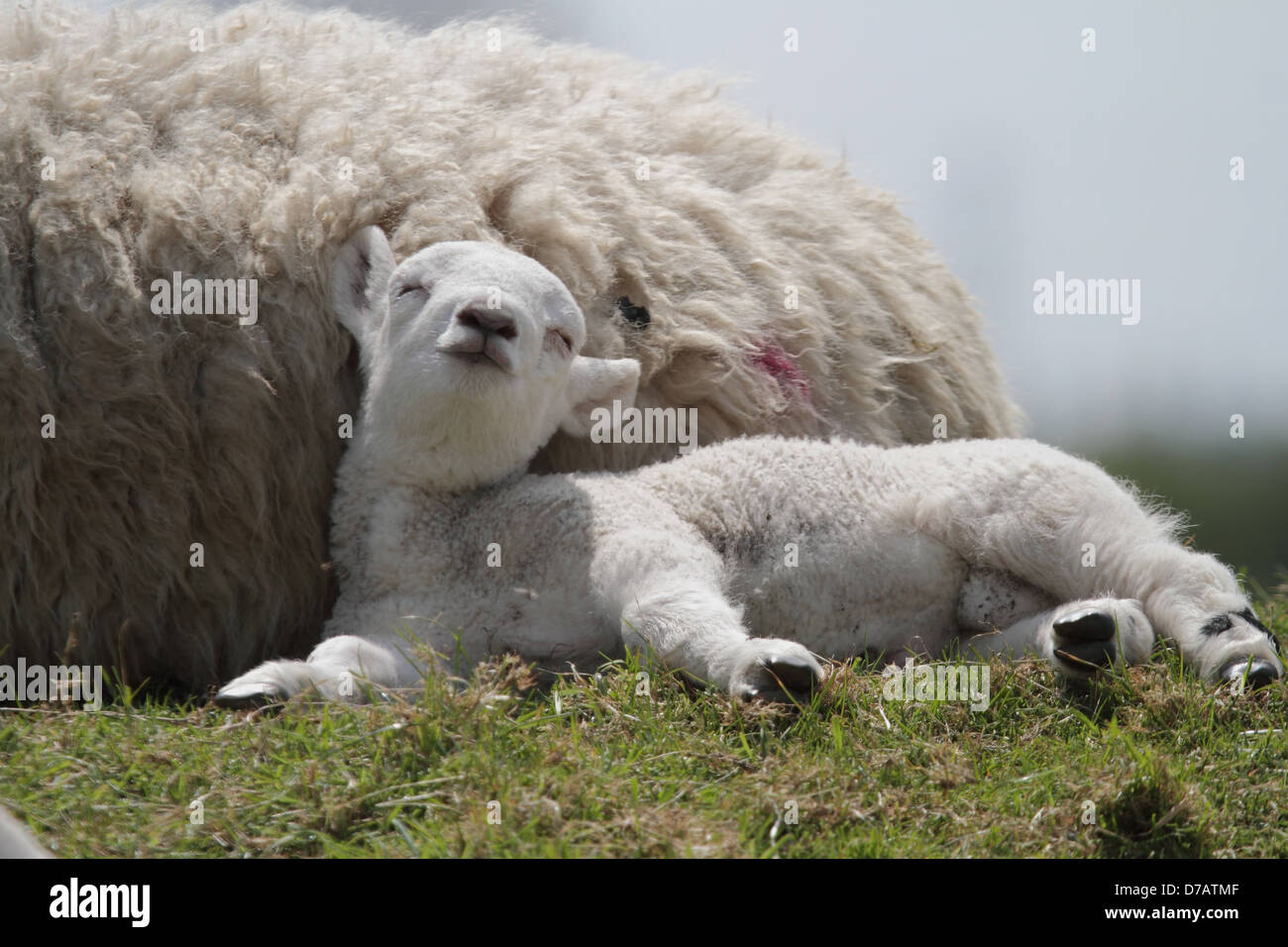 spring lamb in sunshine Stock Photo - Alamy