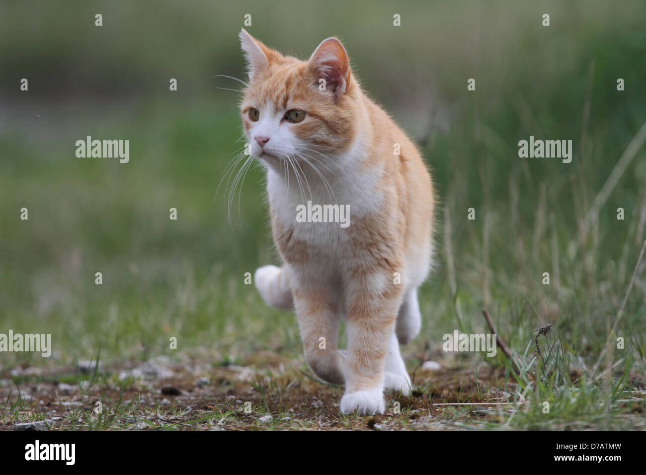 domestic cat hunting in grass Stock Photo - Alamy