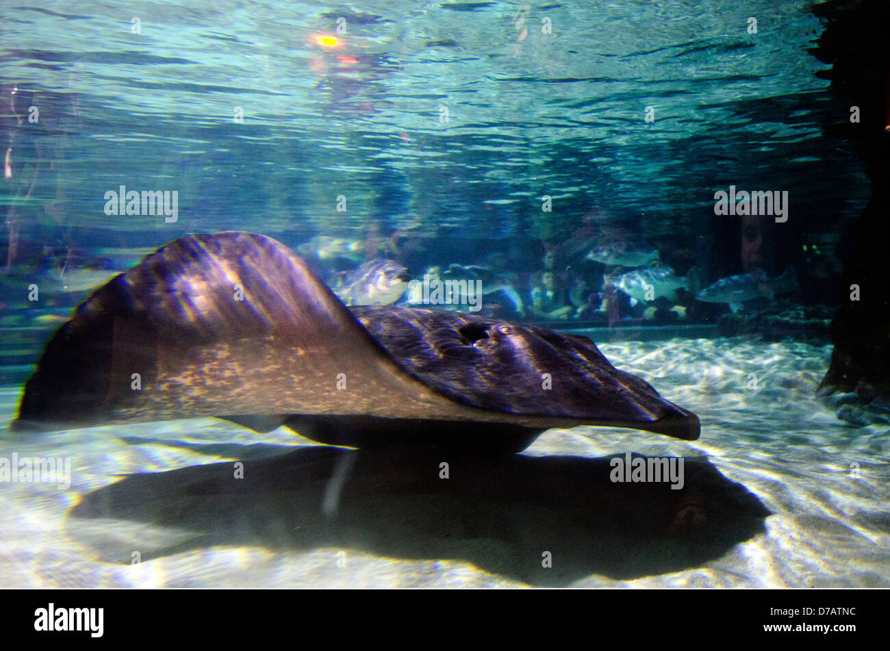 Stingray Underwater High Resolution Stock Photography and Images - Alamy