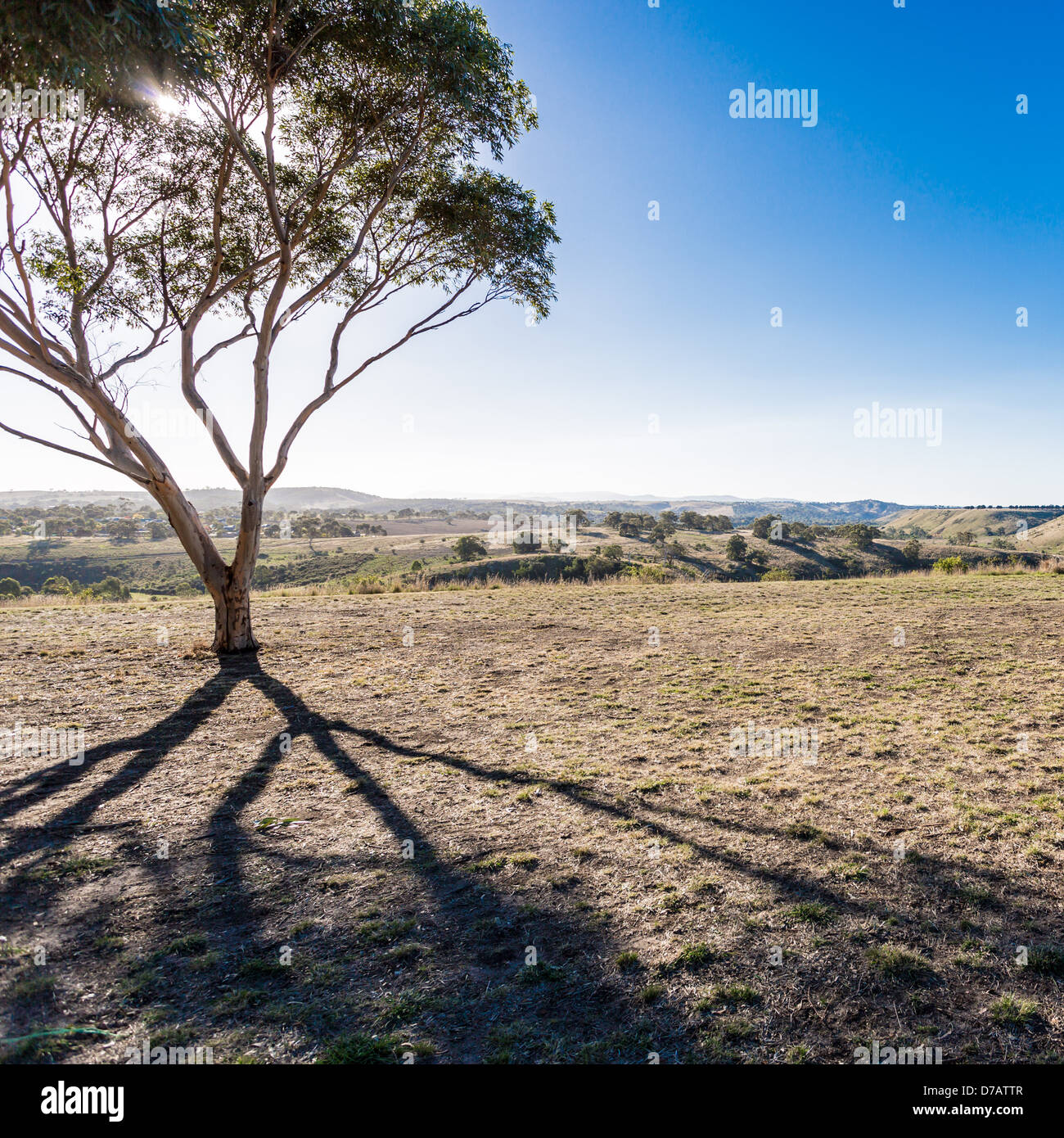 Backlit tree throwing shadow on foreground Stock Photo - Alamy