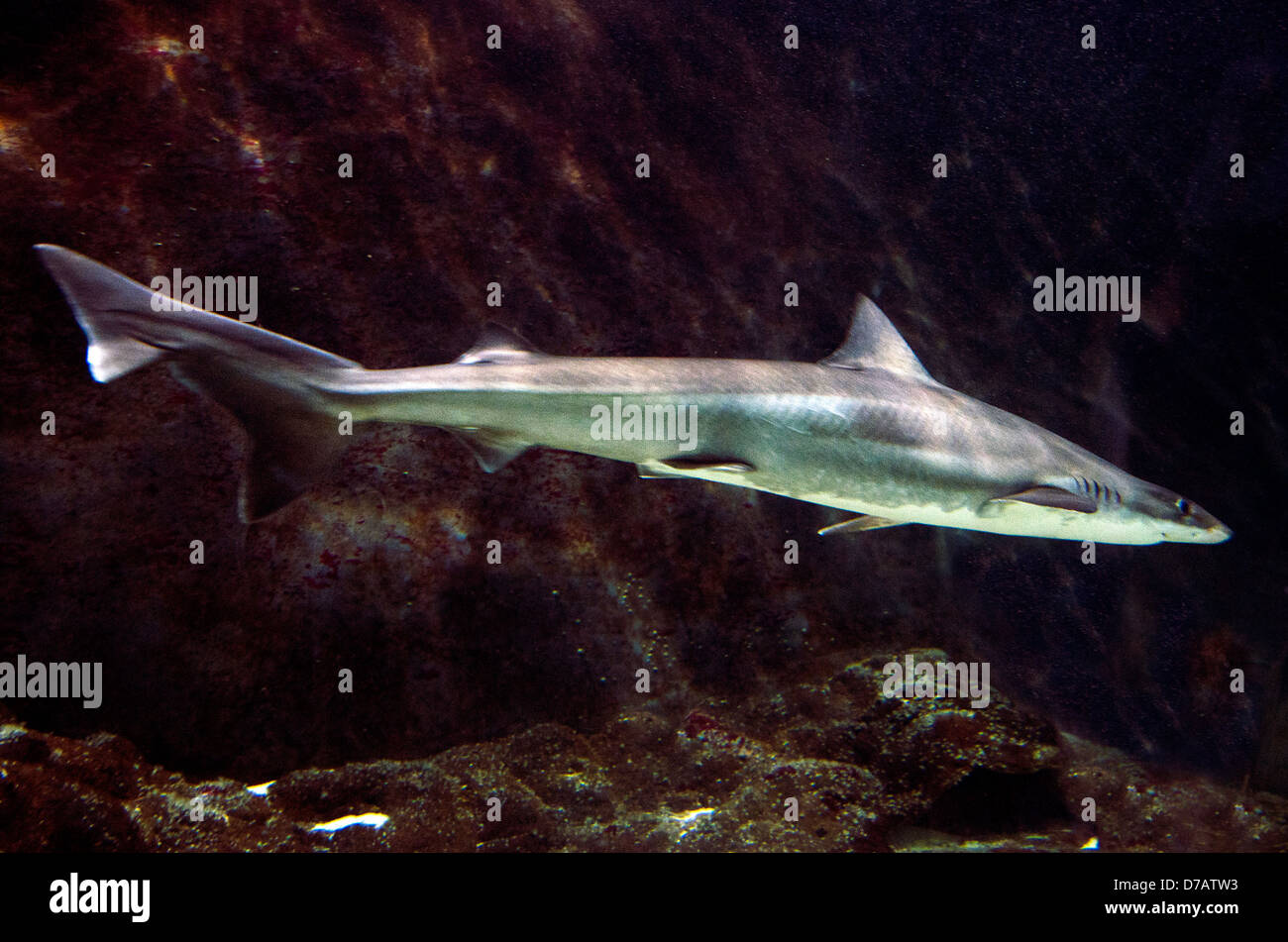 School Shark Stock Photos & School Shark Stock Images - Alamy