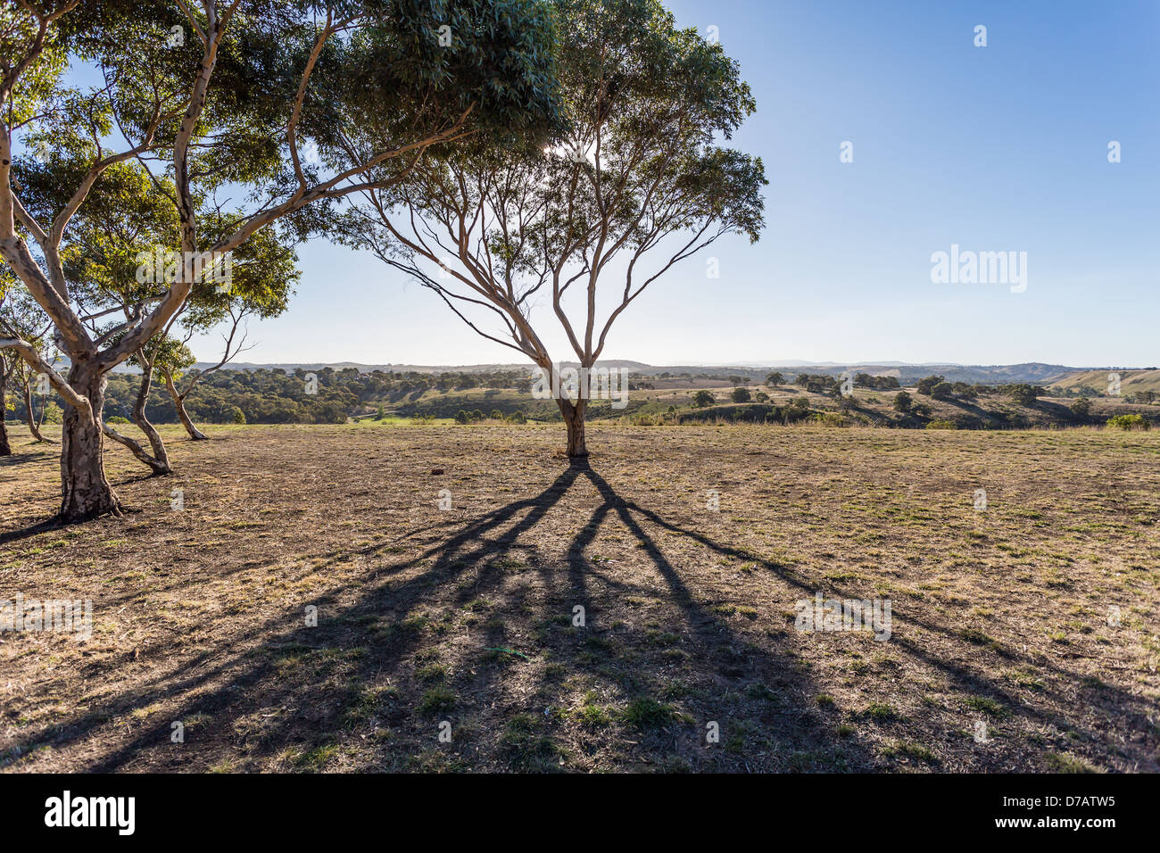 Backlit tree throwing shadow on foreground Stock Photo - Alamy
