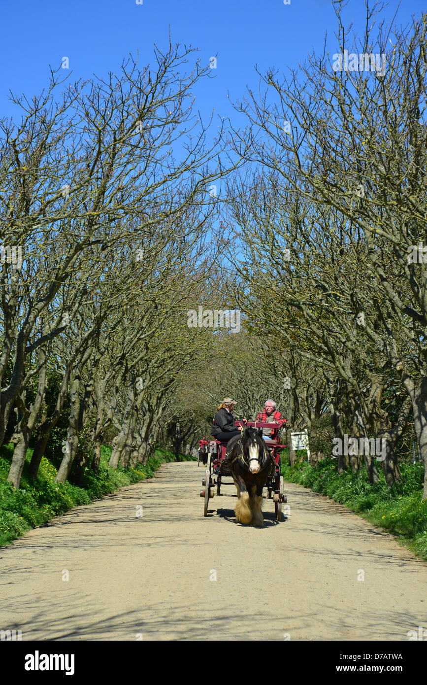 Tourists on horse-drawn carriage ride, Greater Sark, Sark, Bailiwick of ...