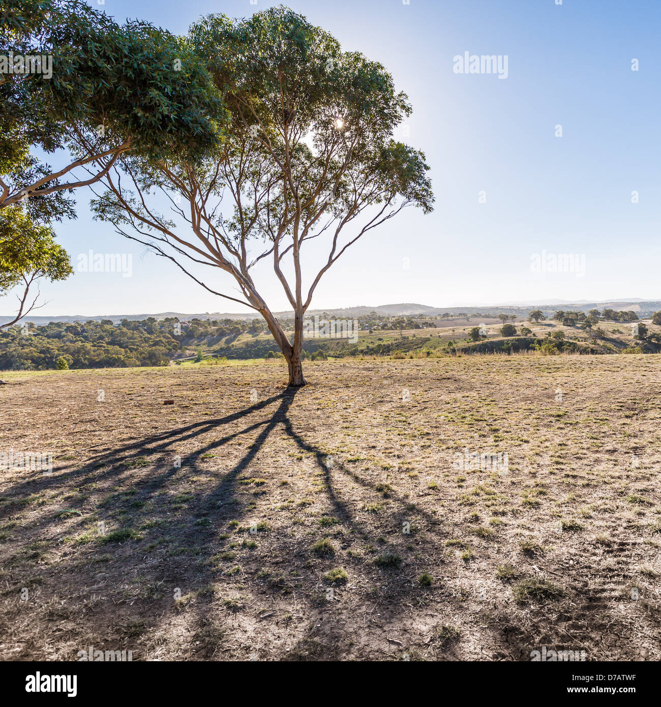 Backlit tree throwing shadow on foreground Stock Photo - Alamy