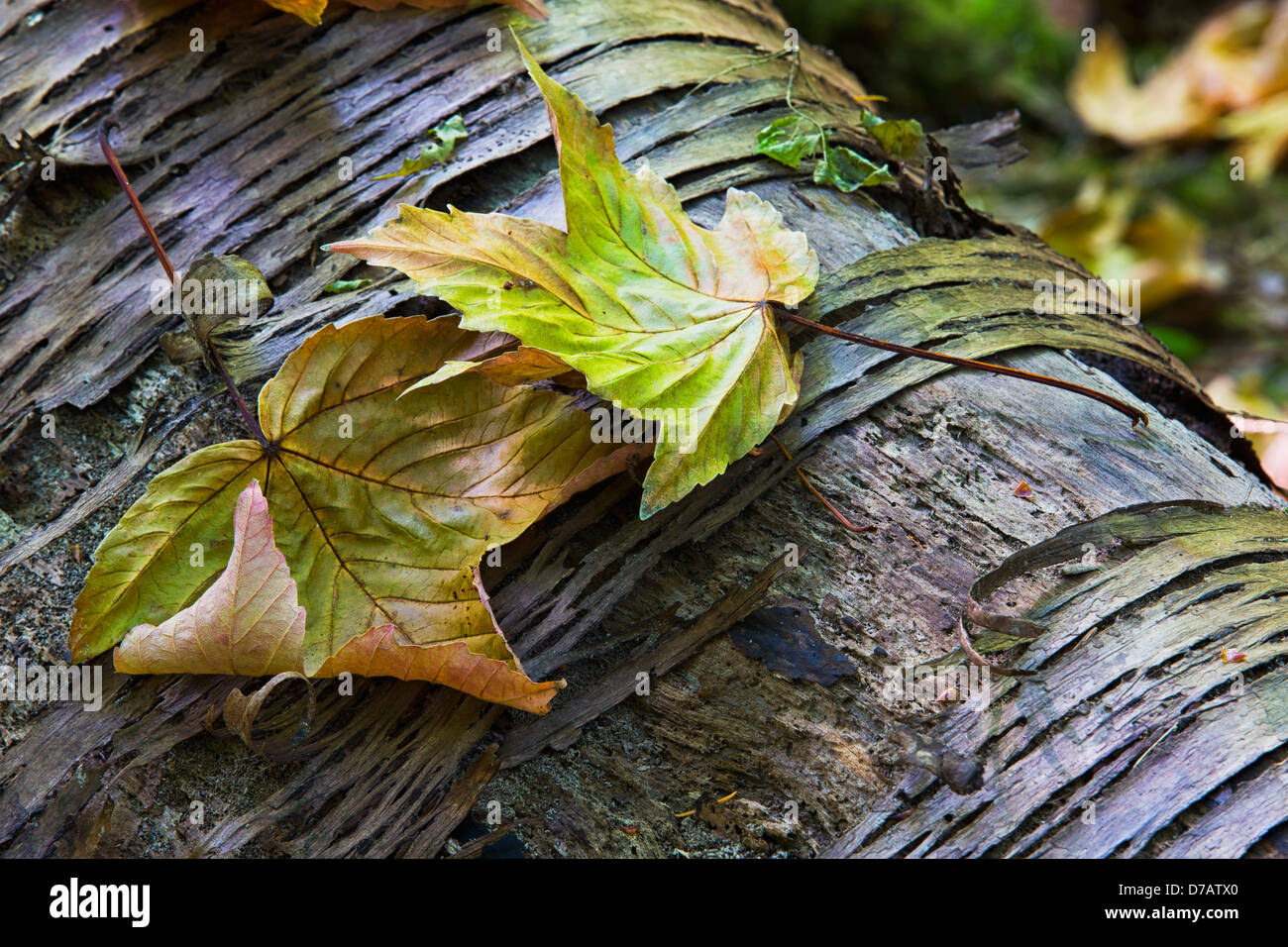 Rotting leaf hi-res stock photography and images - Alamy