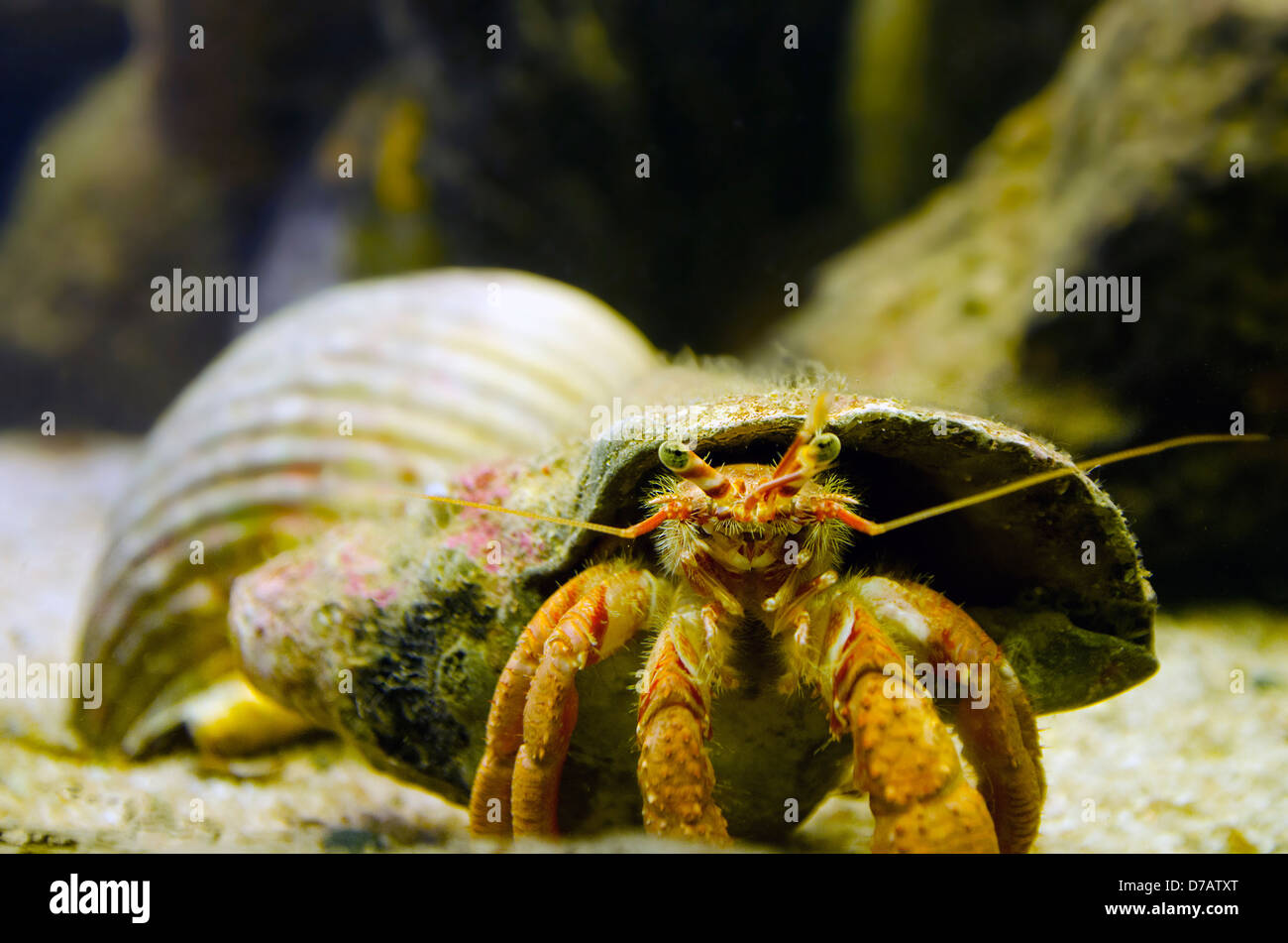 Shell Underwater High Resolution Stock Photography and Images - Alamy