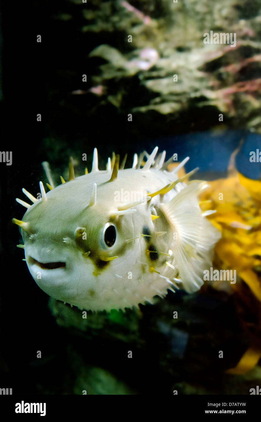 Puffer Fish Blow Up High Resolution Stock Photography and Images - Alamy