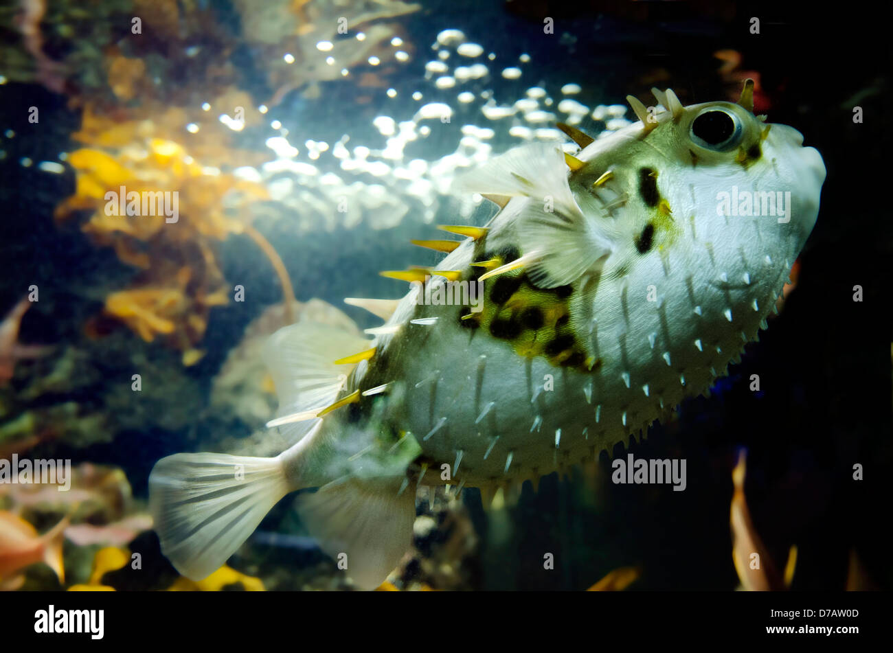 Balloon Fish High Resolution Stock Photography and Images - Alamy