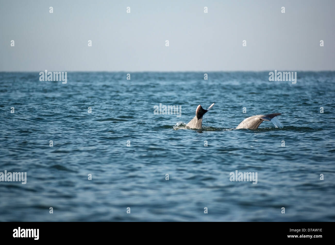 Dolphins Off Palolem Beach;Goa Karnataka India Stock Photo - Alamy