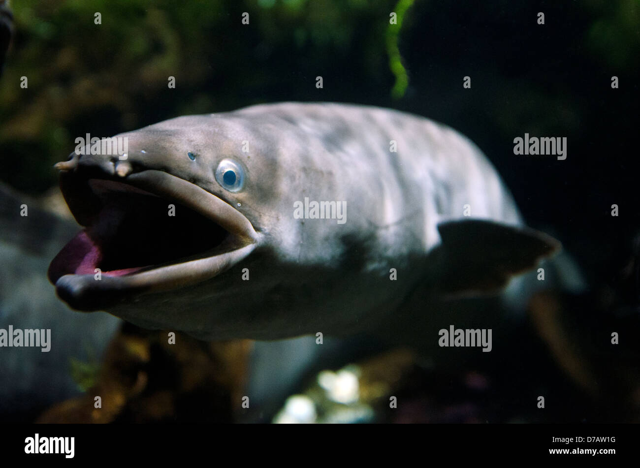 New Zealand Eel High Resolution Stock Photography and Images - Alamy