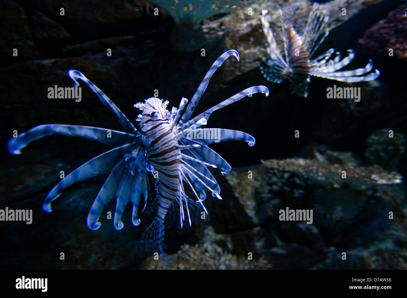 Lion Fish In Tank High Resolution Stock Photography and Images - Alamy