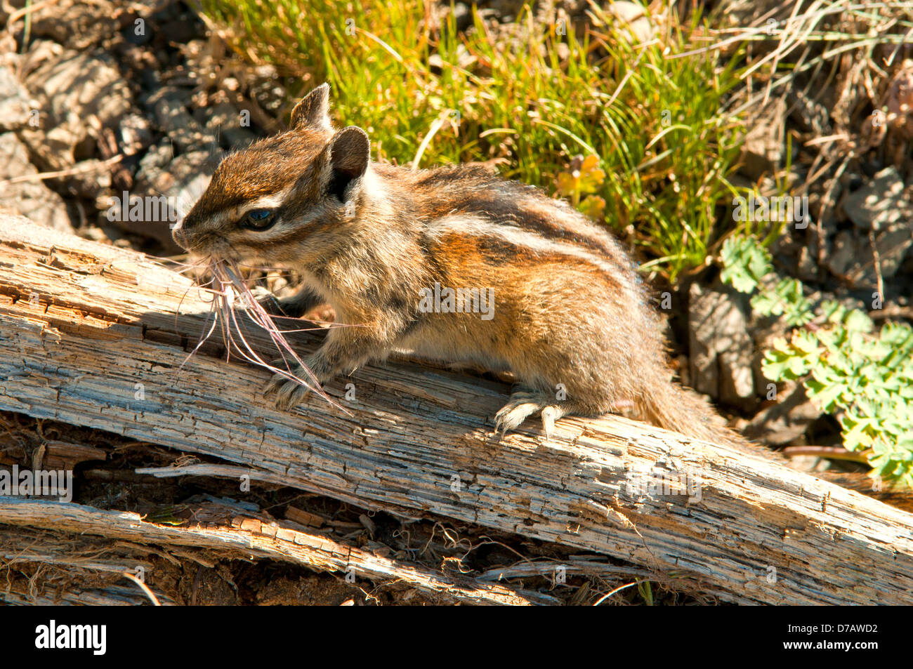 Chipmunk impressive hi-res stock photography and images - Alamy