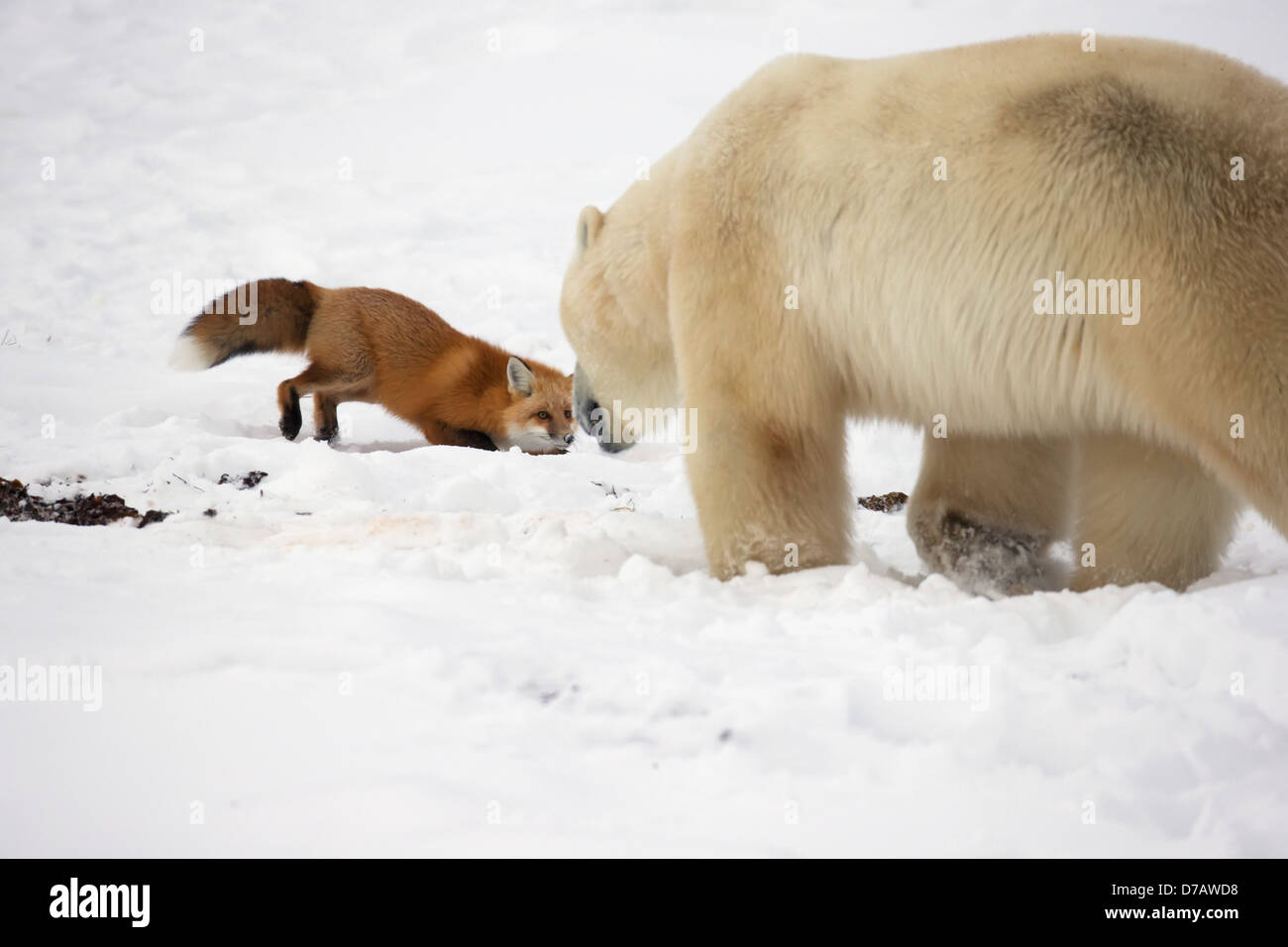 Bear and foxes hi-res stock photography and images - Alamy