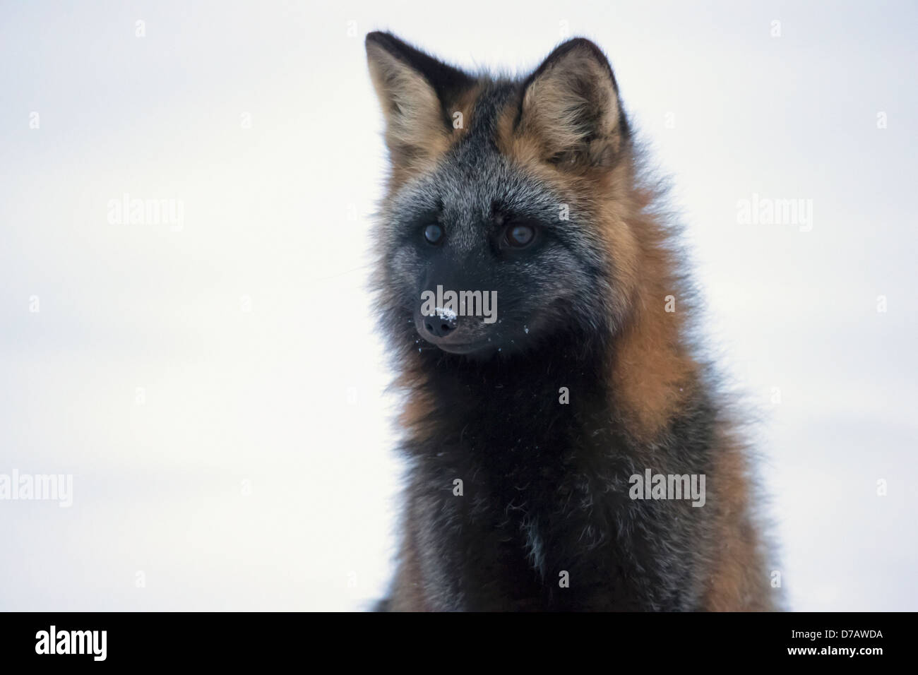 Cross fox hi-res stock photography and images - Alamy