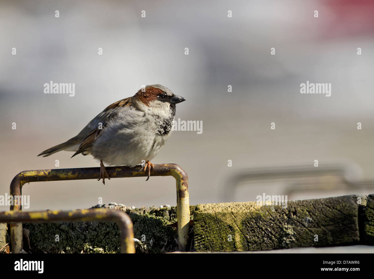 Common sparrow hi-res stock photography and images - Alamy