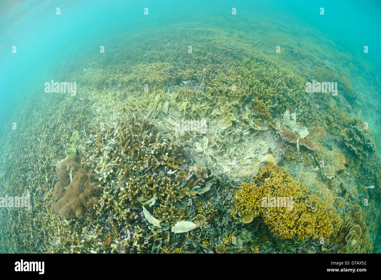 Coral reef damage hi-res stock photography and images - Alamy