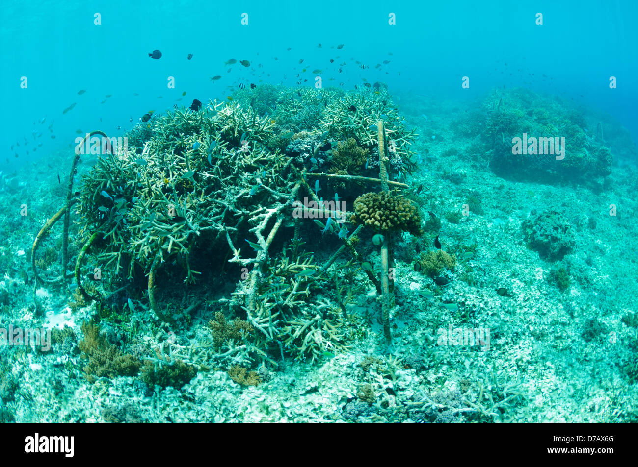Healthy hard corals growing on a Biorock structure, Gili Trawangan ...