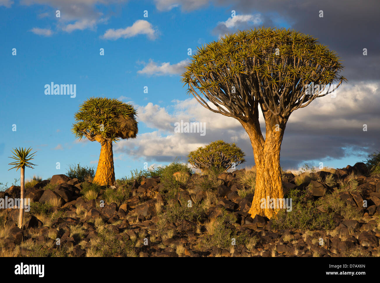 quiver trees at sunset Stock Photo - Alamy