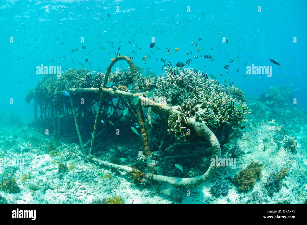 Biorock structures with healthy hard corals and schools of fish, Gili ...