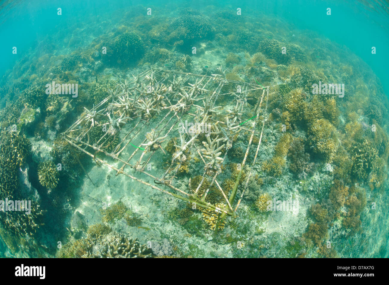 Biorock experiment with transplanted coral colonies in shallow water ...