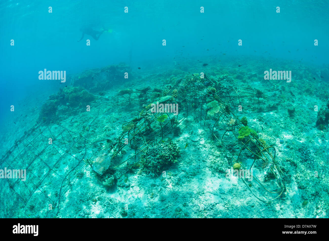 Biorock structures with healthy hard corals, Gili Trawangan, Lombok ...
