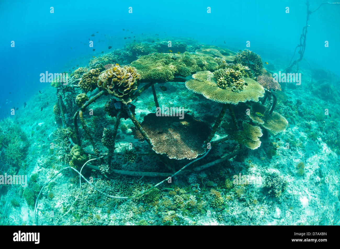 Biorock structures with healthy hard corals, Gili Trawangan, Lombok ...
