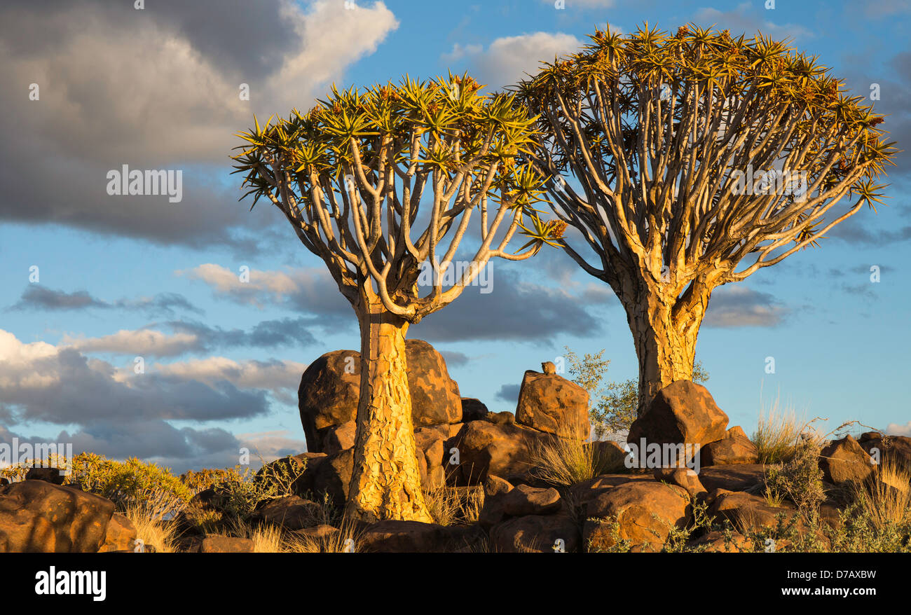 quiver trees at sunset Stock Photo - Alamy