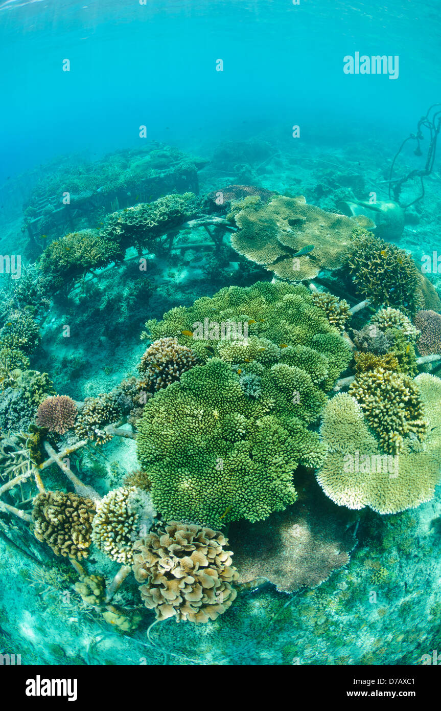 Hard corals growing on a Biorock structure, Gili Trawangan, Lombok ...