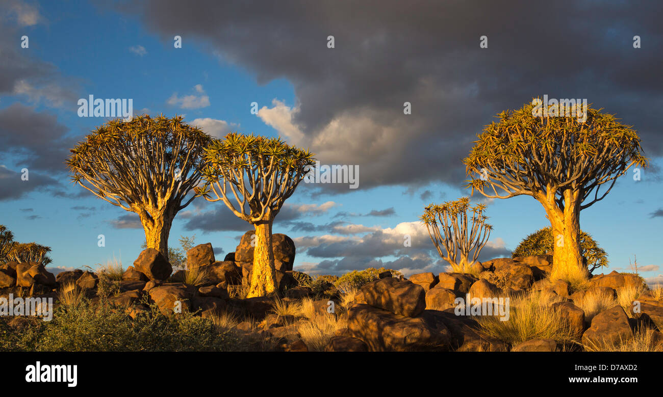 quiver trees at sunset Stock Photo - Alamy