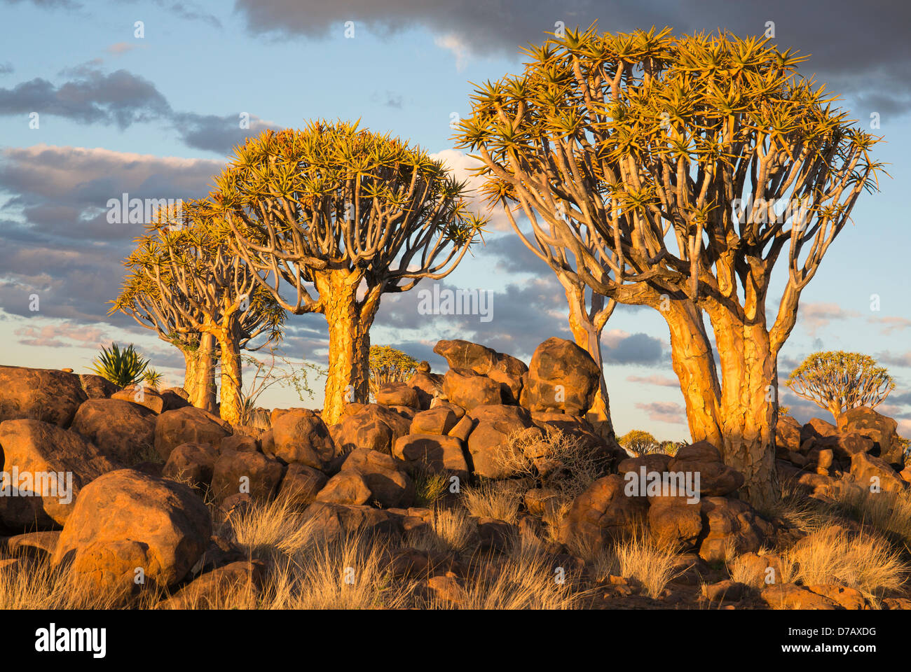 quiver trees at sunset Stock Photo - Alamy
