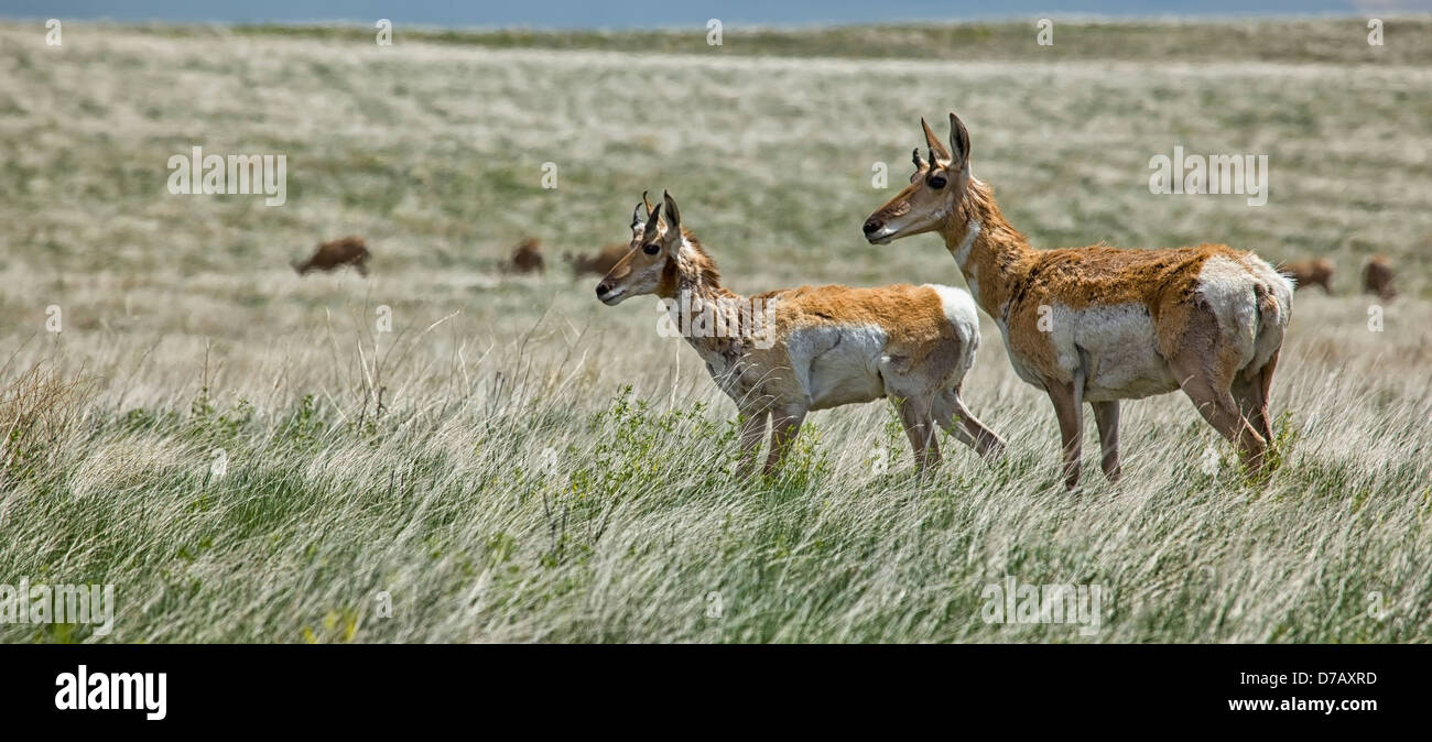 Pronghorn antelope in badlands national park; south dakota usa Stock ...