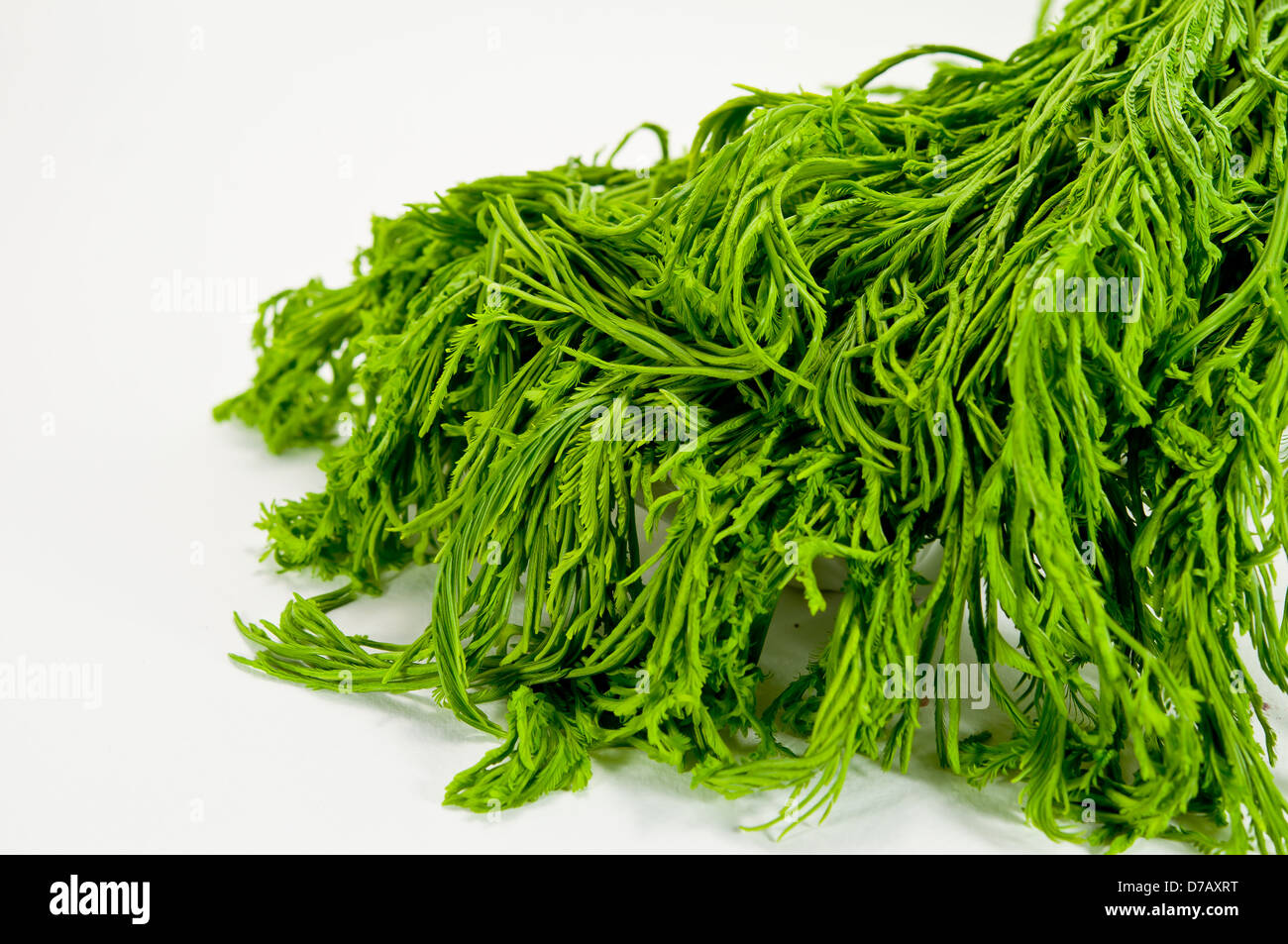 Acacia pennata acacia insuavis lace hi-res stock photography and images ...