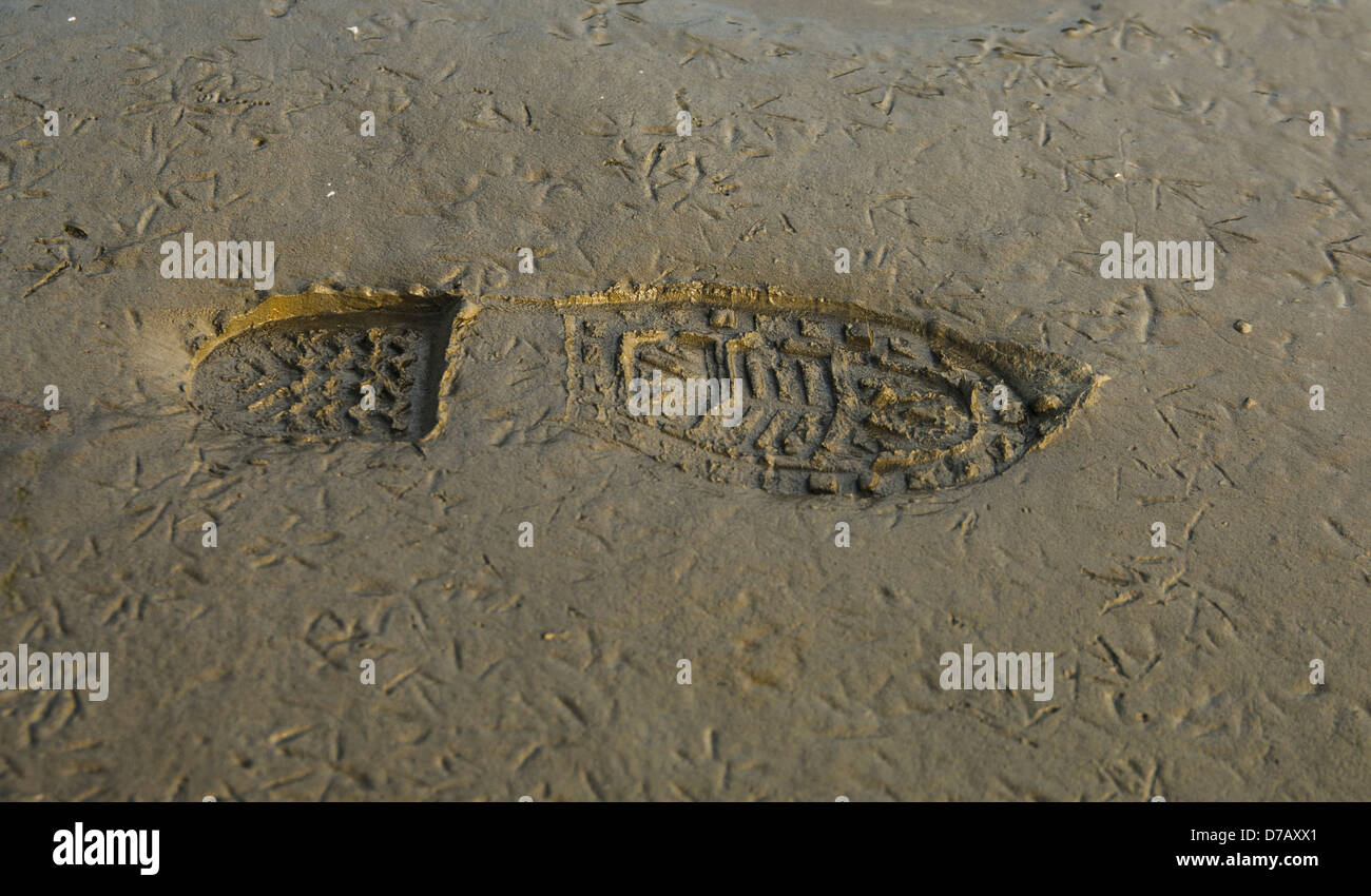 A comparison of shorebird footprints to a human footprint at the copper ...