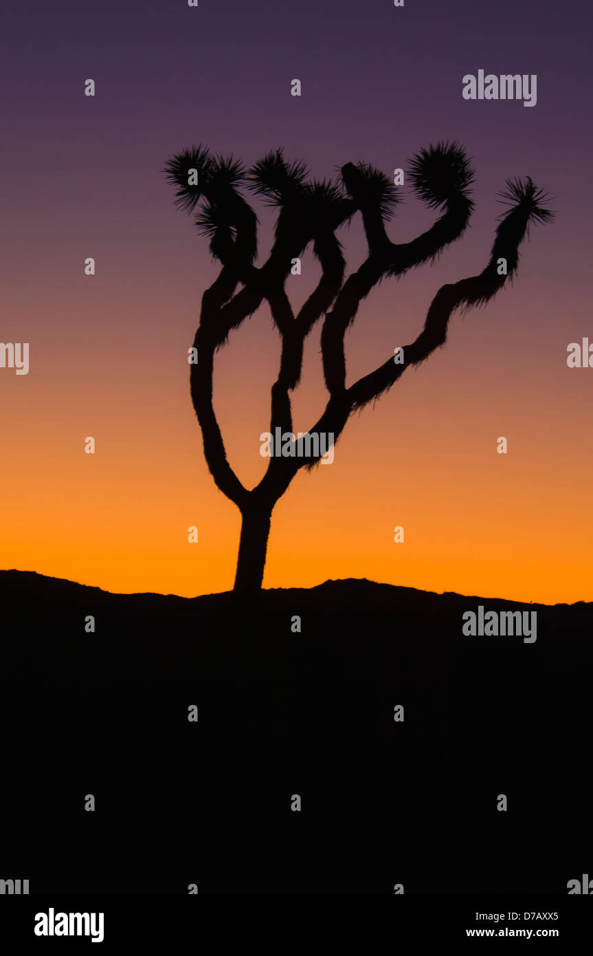 Silhouette Of A Joshua Tree At Sunset In Joshua Tree National Park ...