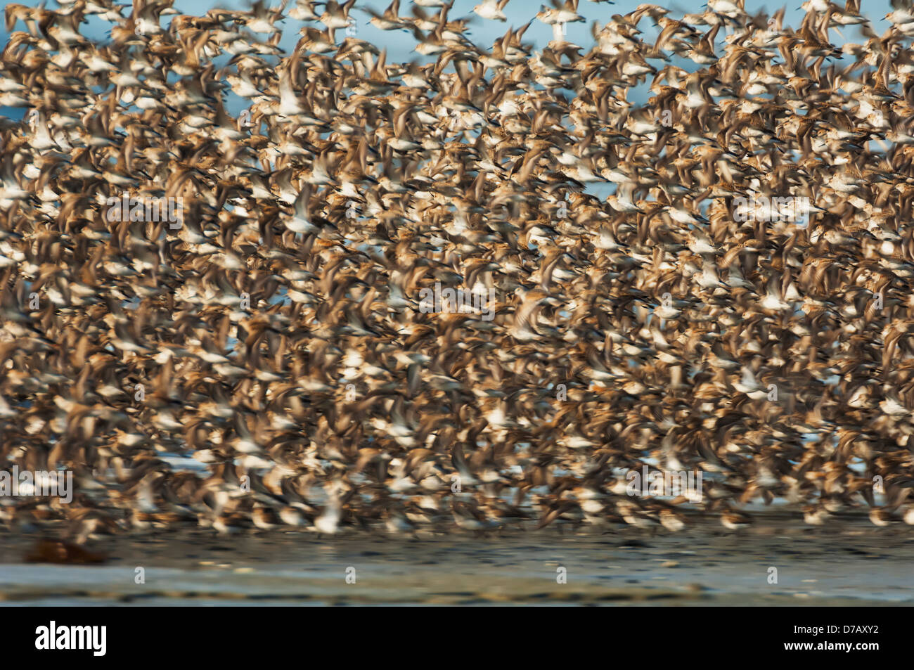A Large Flock Of Birds In Flight At The Copper River Delta Shorebird ...